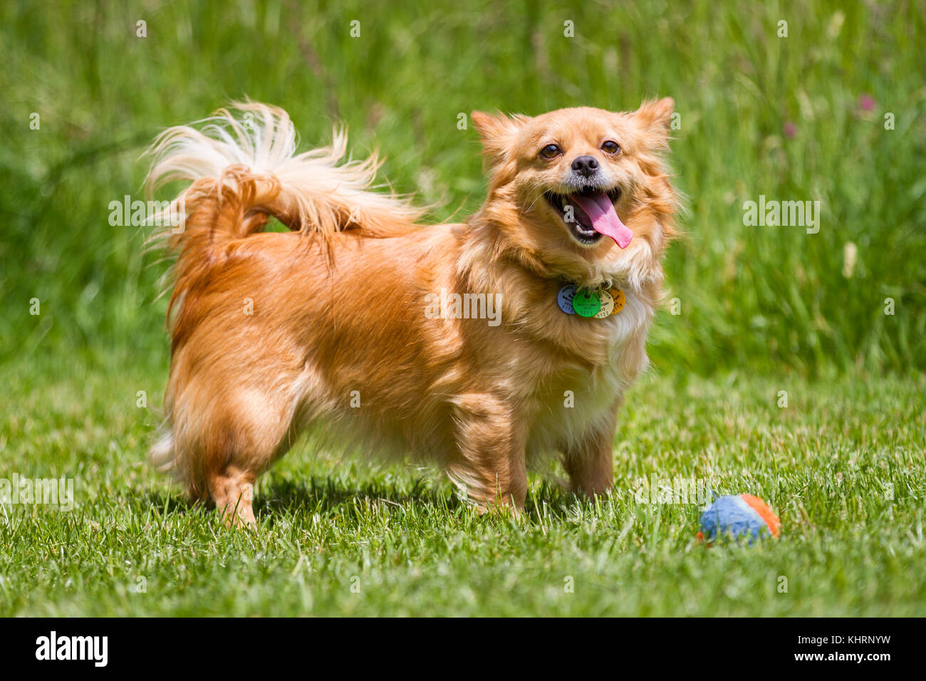 Light brown dog standing in a meadow in front of a colorful ball Stock ...
