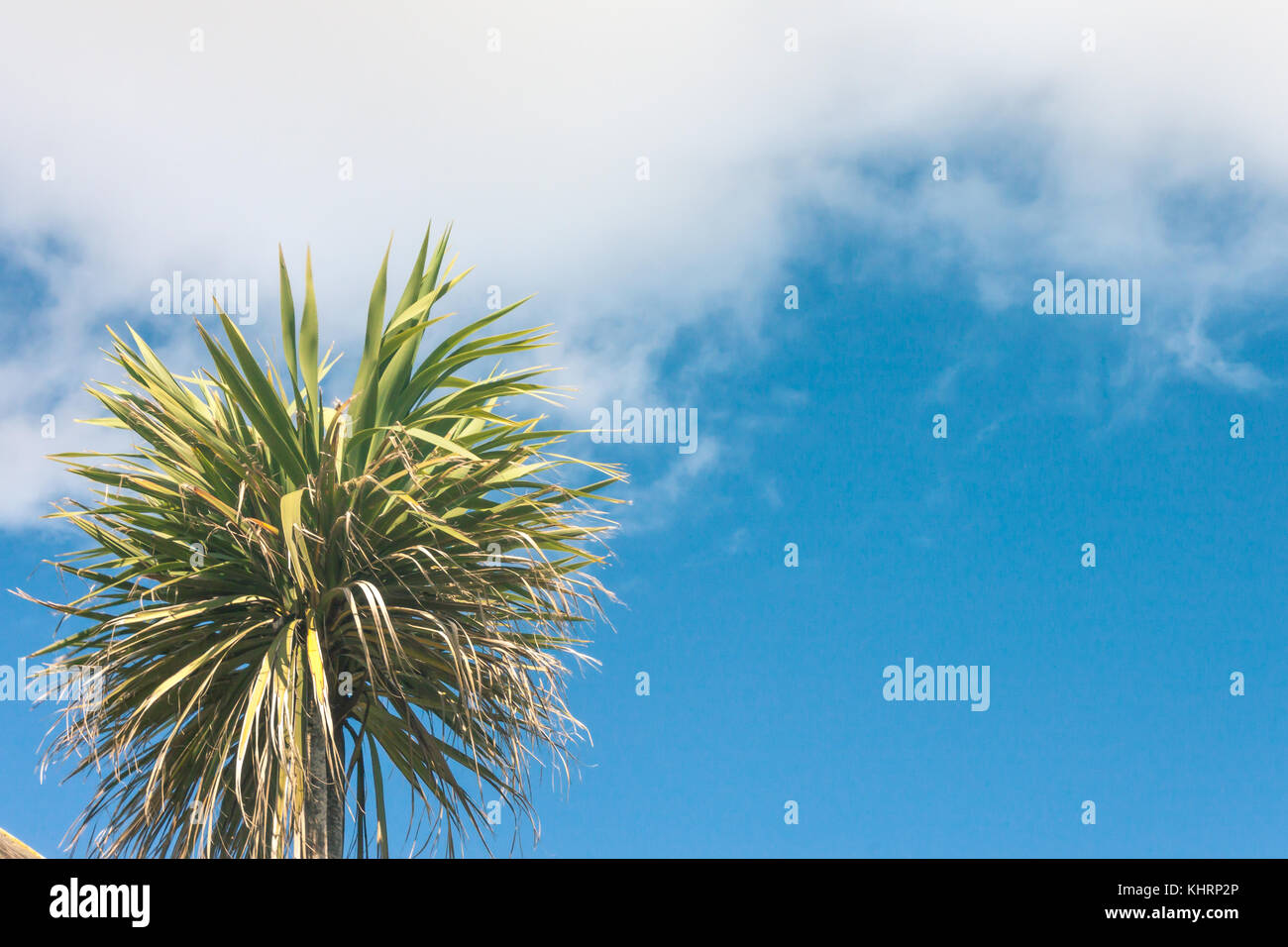 Palm Tree Scotland High Resolution Stock Photography and Images - Alamy