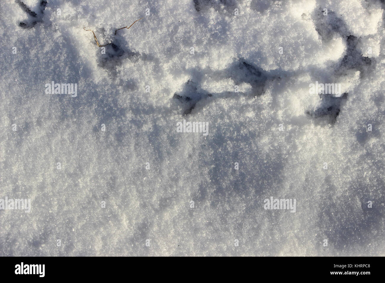 Footprints of a bird doves in the snow in winter Stock Photo - Alamy