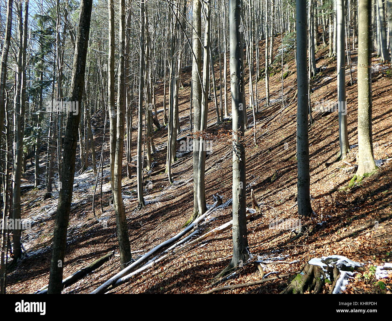 Autumn forest - tree trunks - view Stock Photo - Alamy
