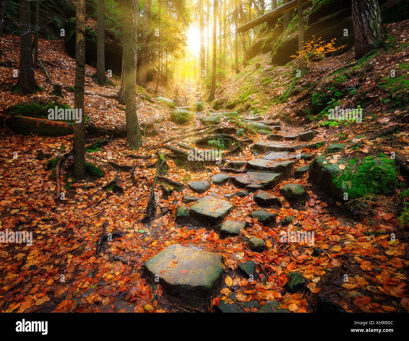 Path to the light in a forest in the bohemian switzerland Stock Photo ...