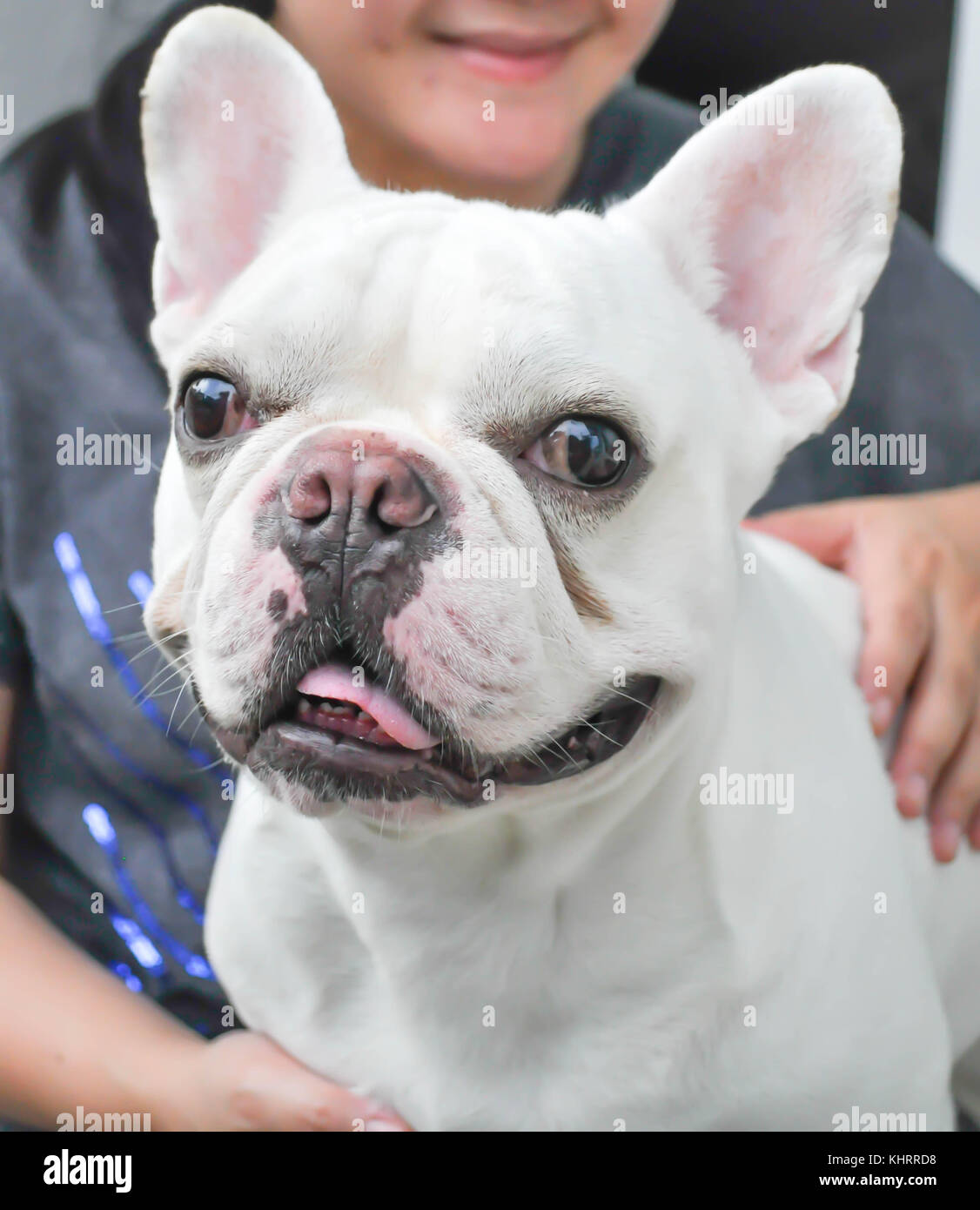 dog or French bulldog with owner Stock Photo - Alamy