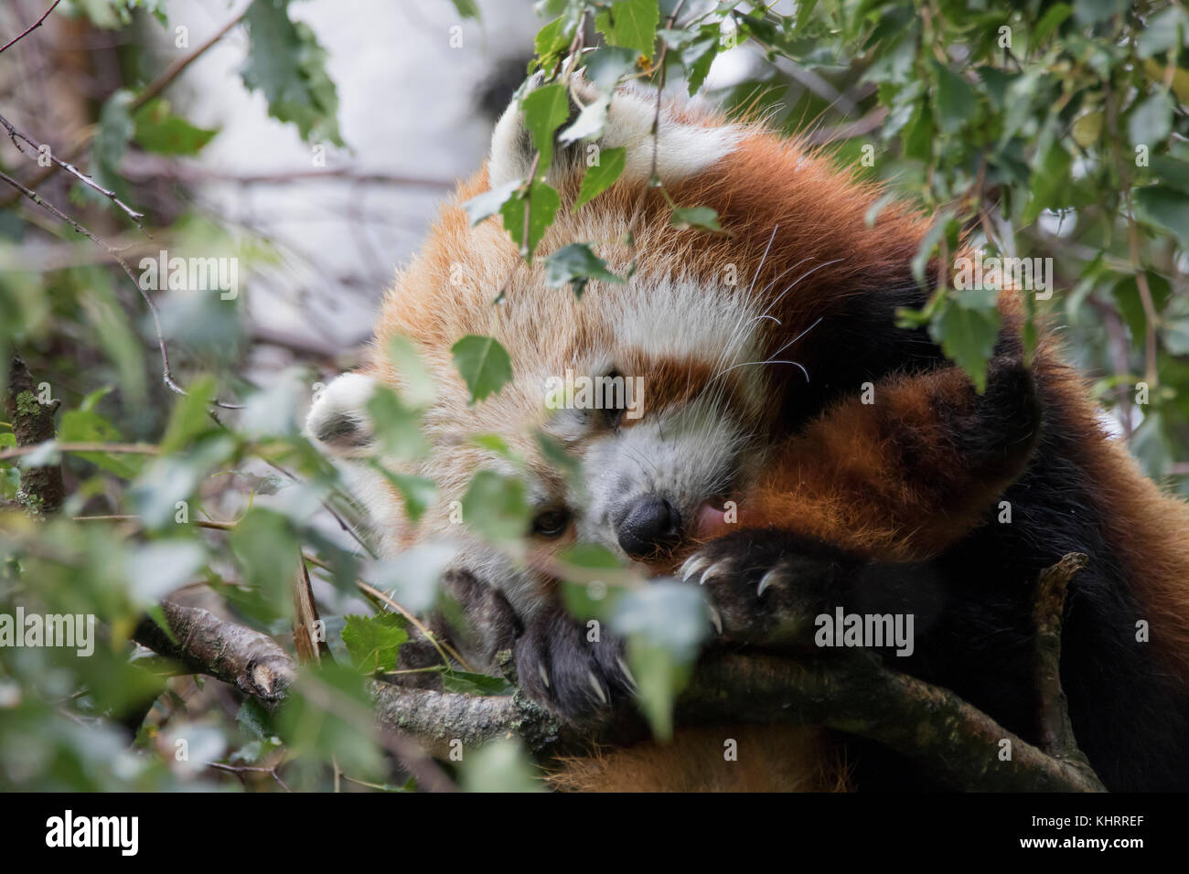 red panda, Ailurus fulgens, captive, close up portrait while walking ...