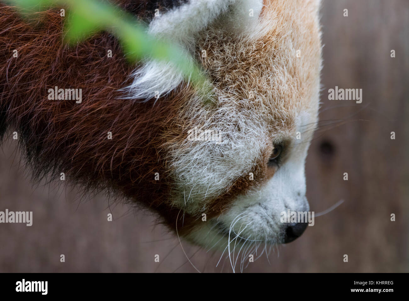 red panda, Ailurus fulgens, captive, close up portrait while walking ...