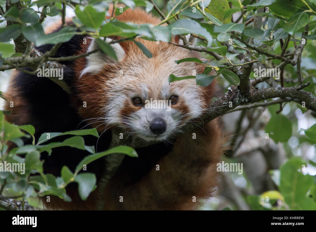 red panda, Ailurus fulgens, captive, close up portrait while walking ...