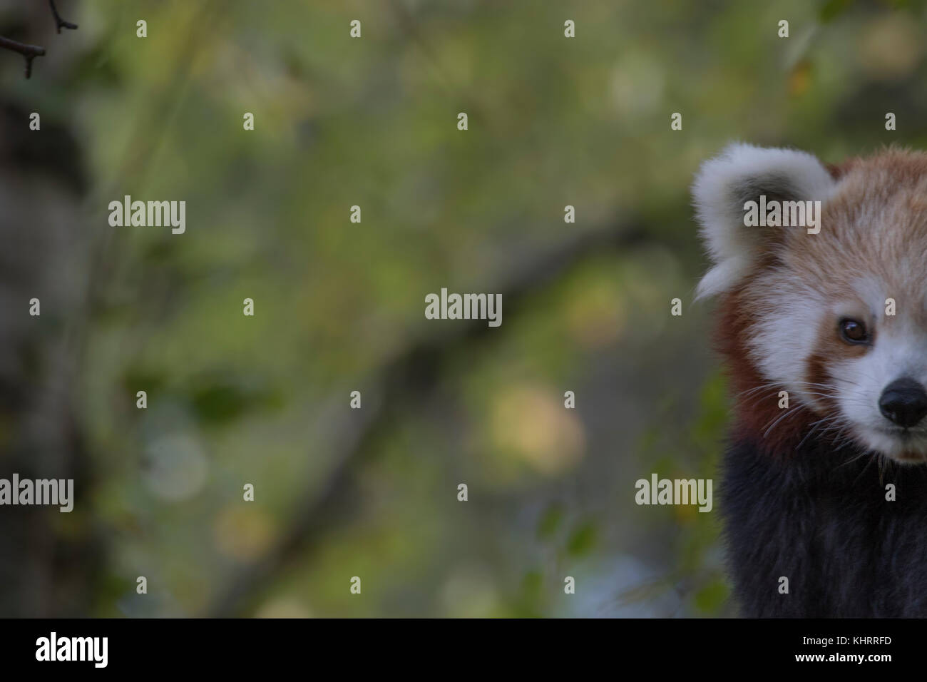 Panda Nose High Resolution Stock Photography and Images - Alamy