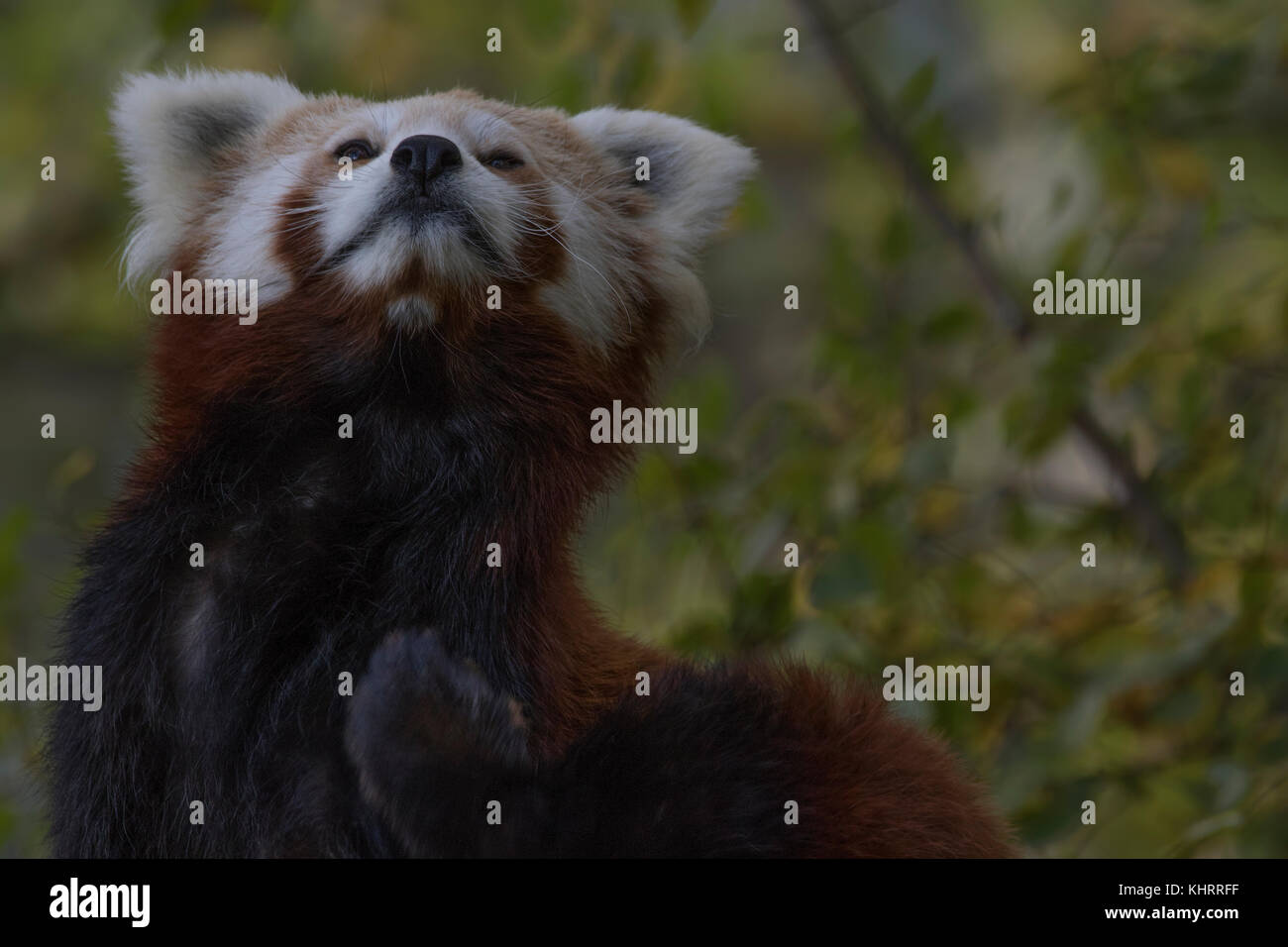 red panda, Ailurus fulgens, captive, close up portrait while walking ...