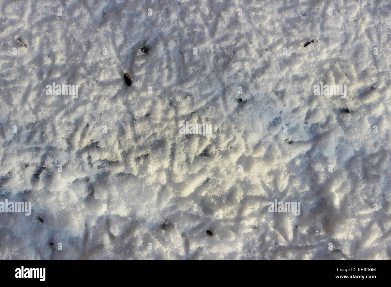 Footprints of a bird doves in the snow in winter Stock Photo - Alamy
