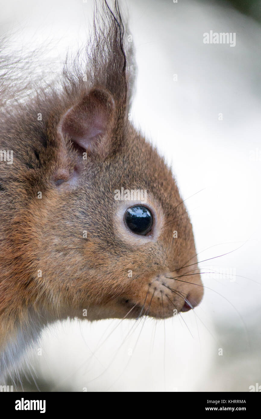 Red squirrel run up tree hi-res stock photography and images - Alamy
