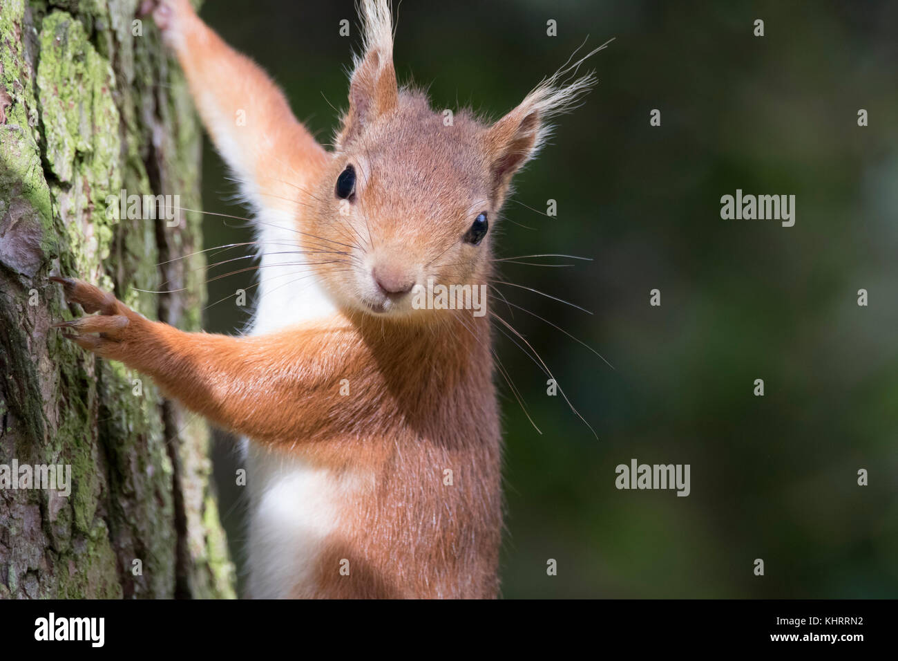 Red squirrel run up tree hi-res stock photography and images - Alamy