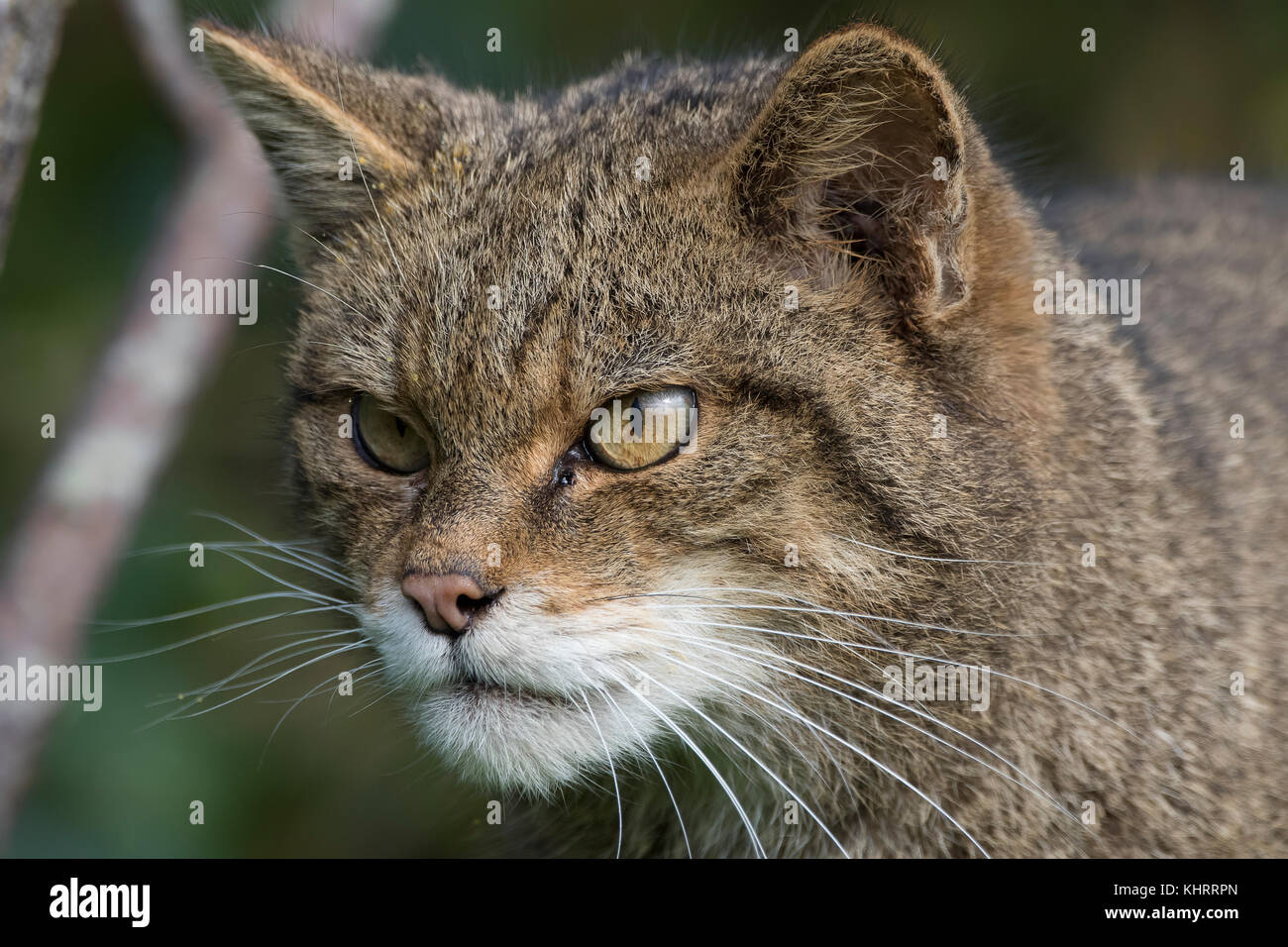 Close up of a scottish wildcat hi-res stock photography and images - Alamy
