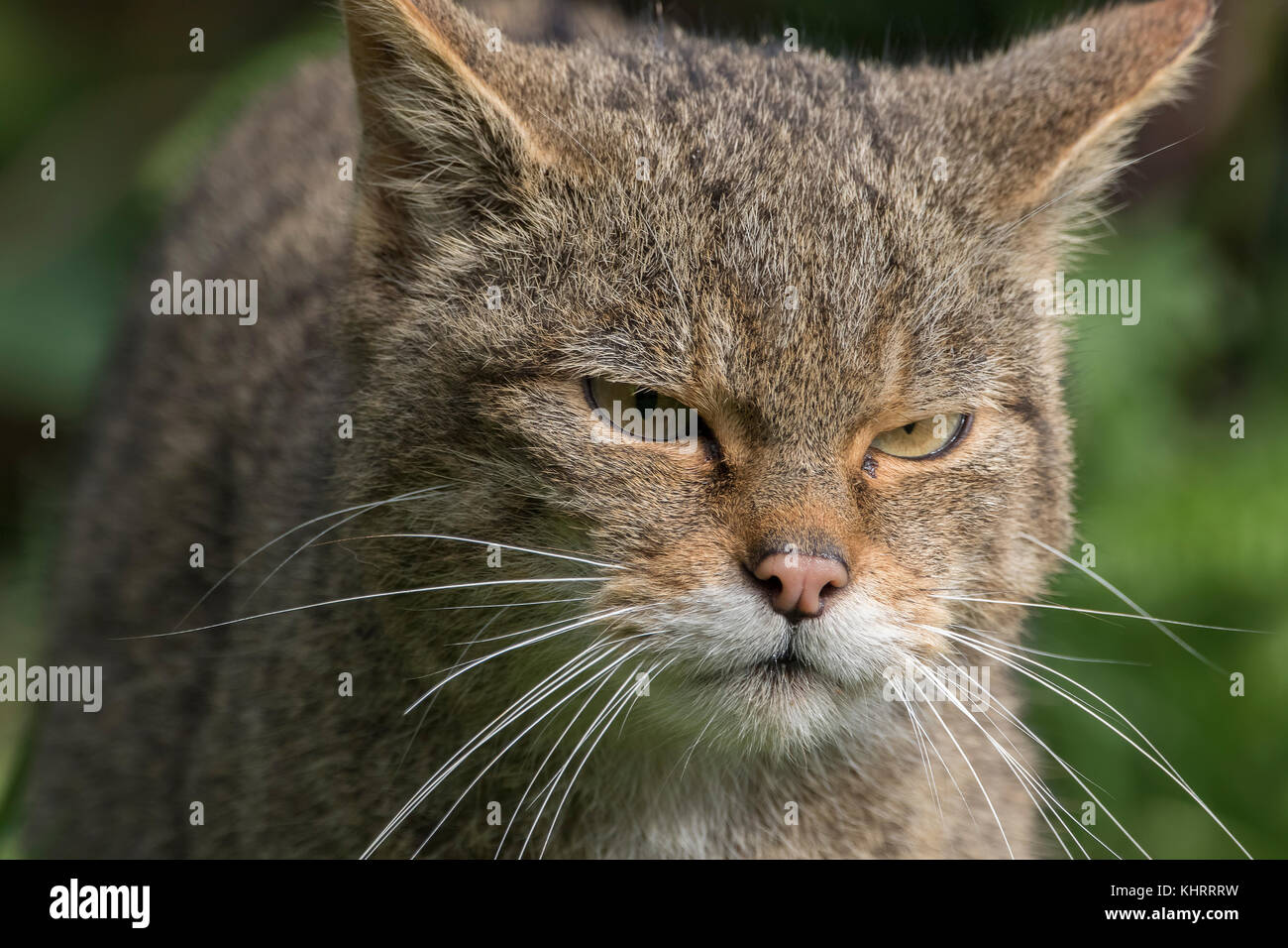 Scottish wildcat hi-res stock photography and images - Alamy