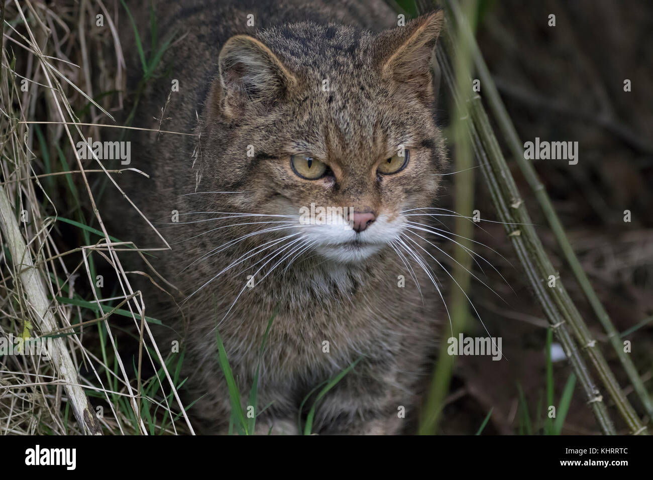 Close up of a scottish wildcat hi-res stock photography and images - Alamy
