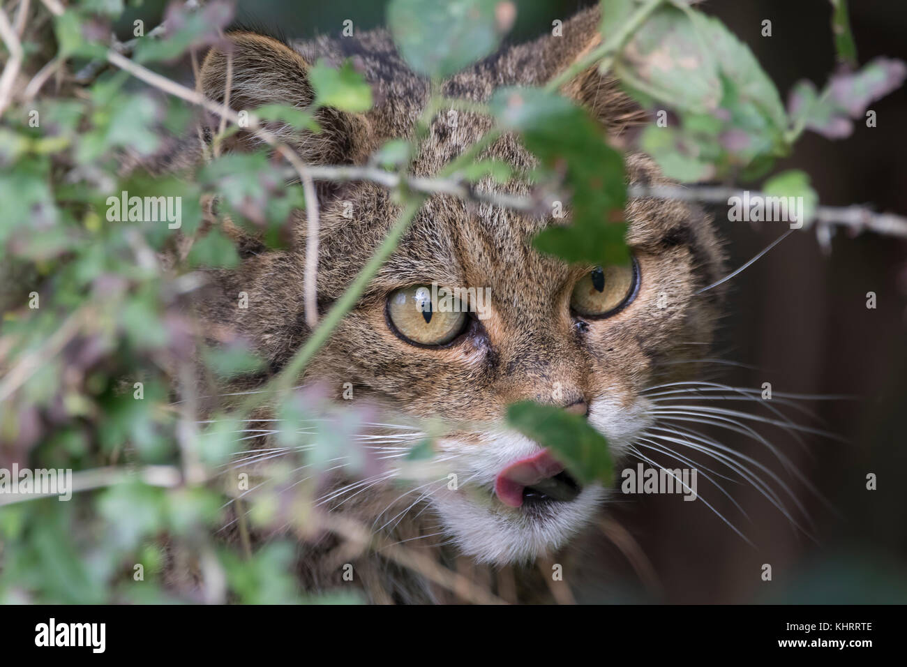 Close up of a scottish wildcat hi-res stock photography and images - Alamy