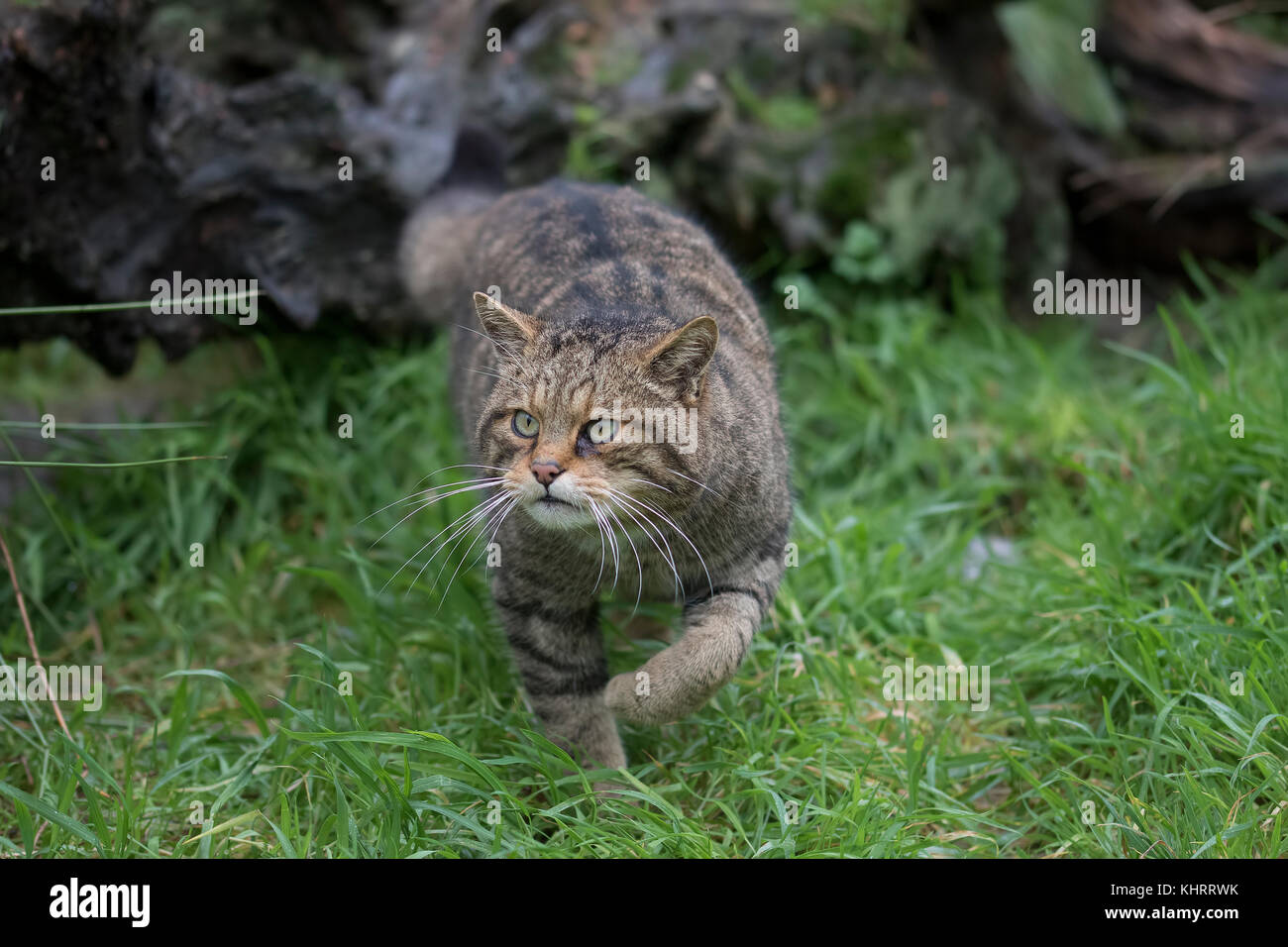 Close up of a scottish wildcat hi-res stock photography and images - Alamy