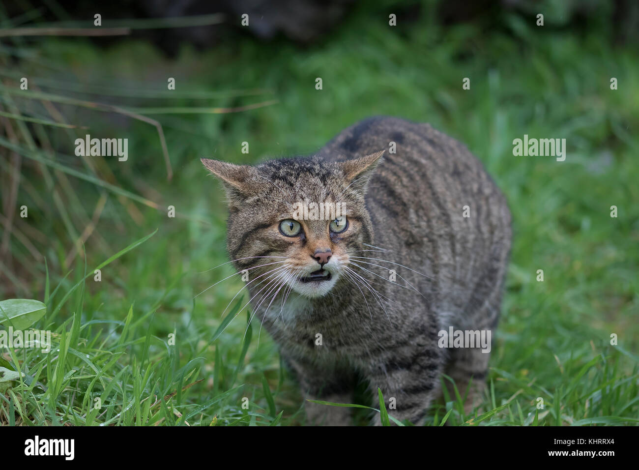 Scottish wildcat tree hi-res stock photography and images - Alamy