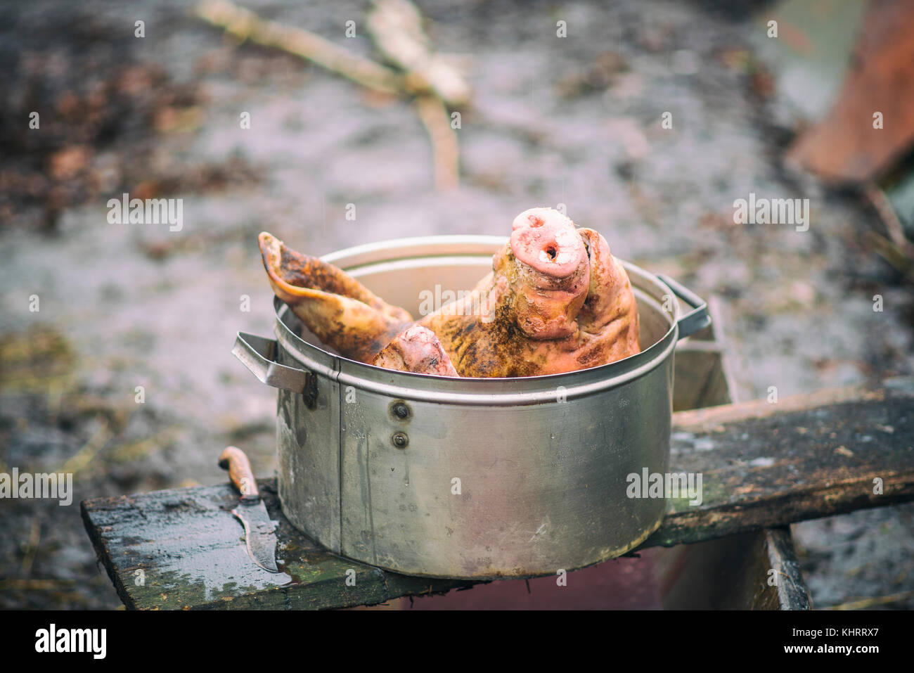 The pork head is in the pan, beheading, outdoors, Western Ukraine Stock ...