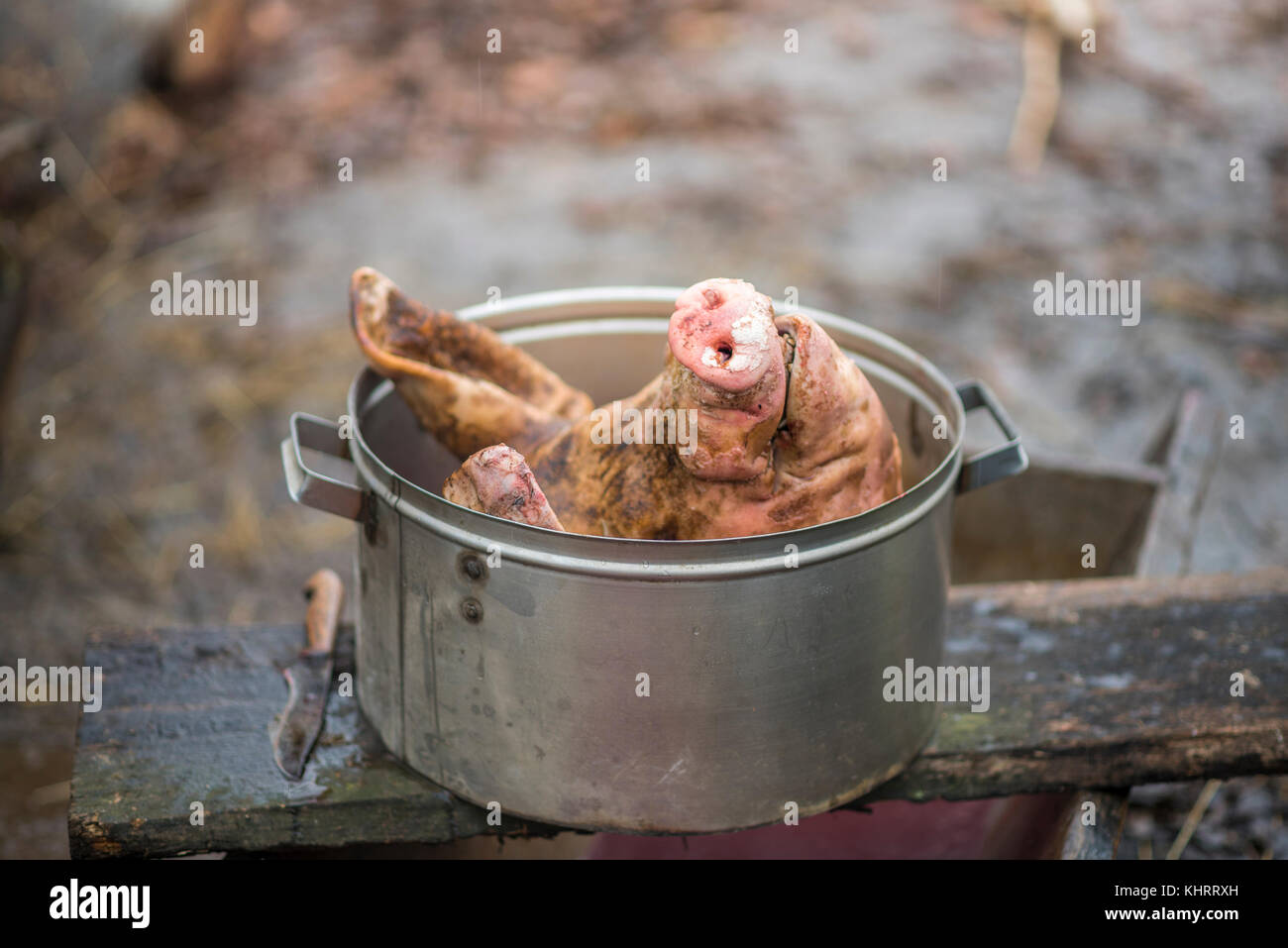 The pork head is in the pan, beheading, outdoors, Western Ukraine Stock ...