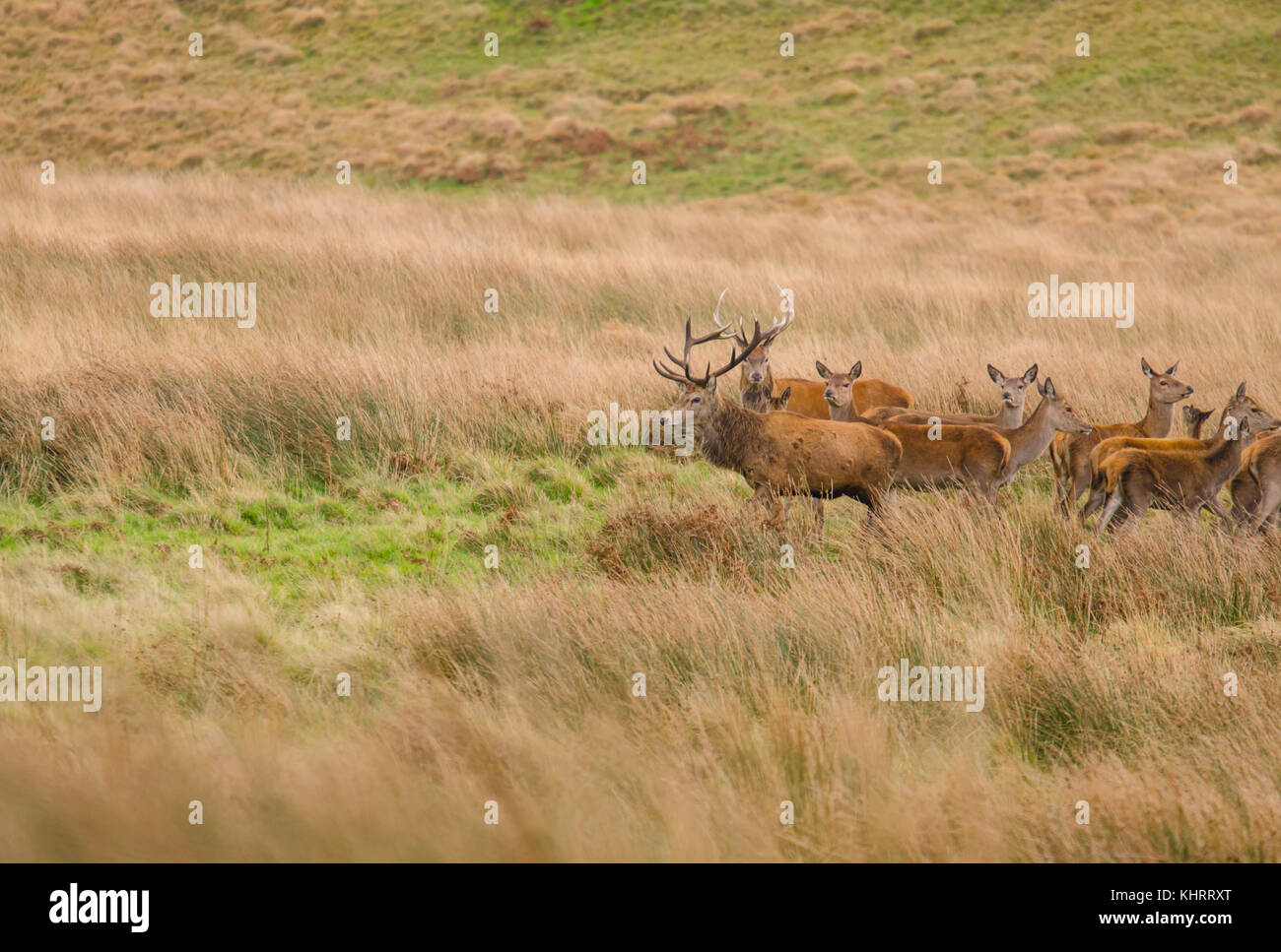 Red Stag with Hind Exmoor UK Stock Photo - Alamy