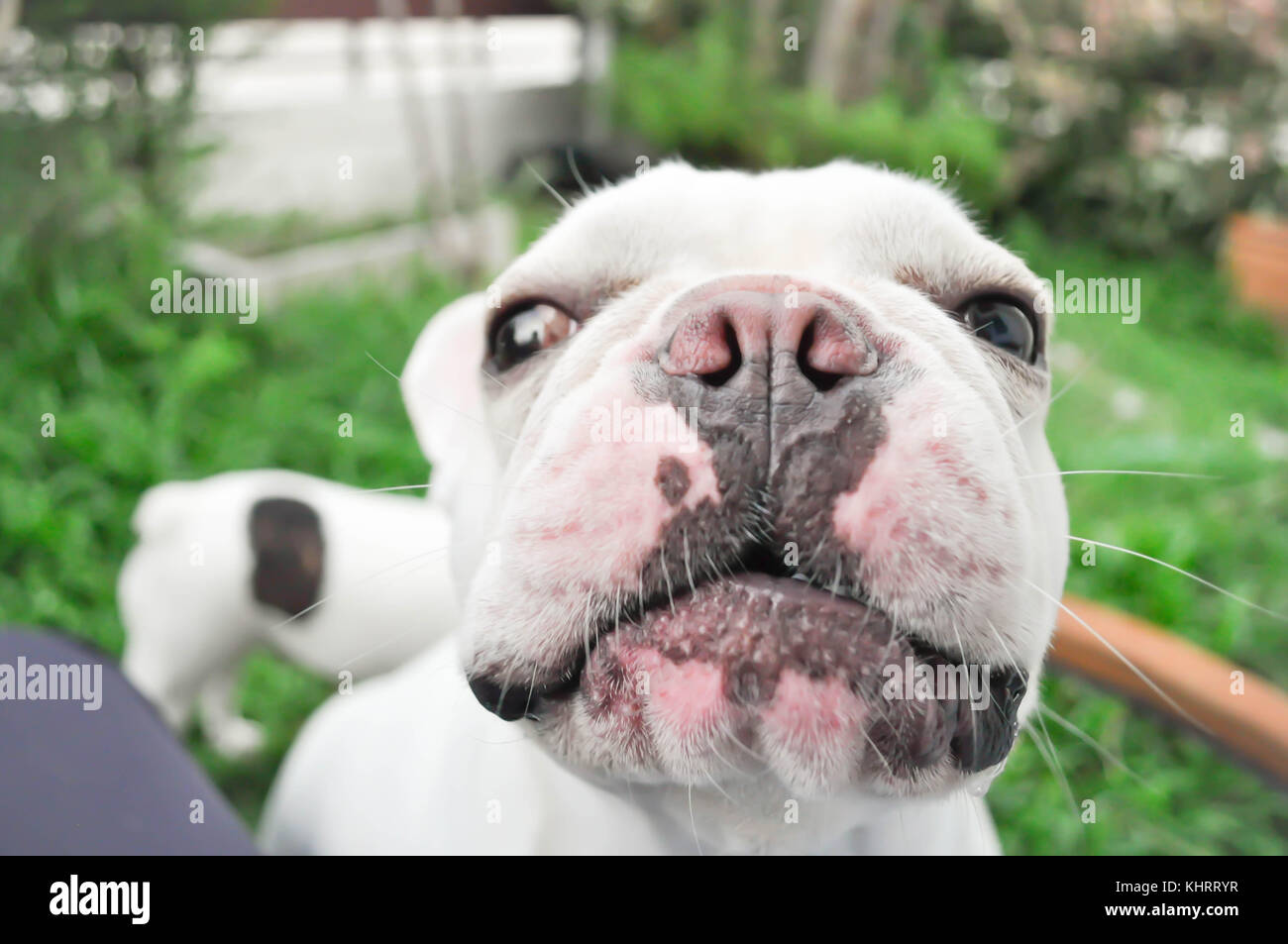 dog or French bulldog with owner Stock Photo - Alamy