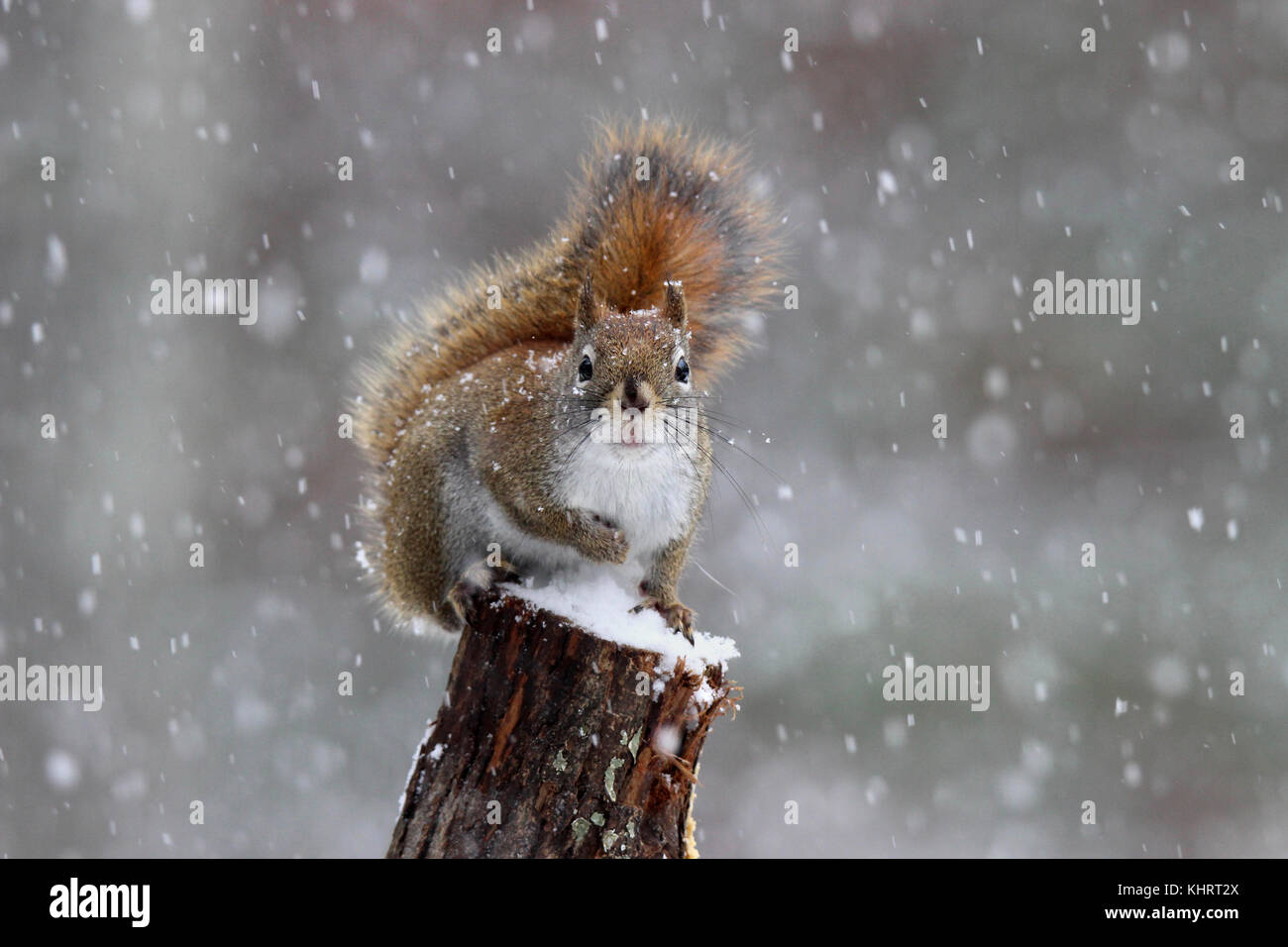 Squirrel snow hi-res stock photography and images - Alamy