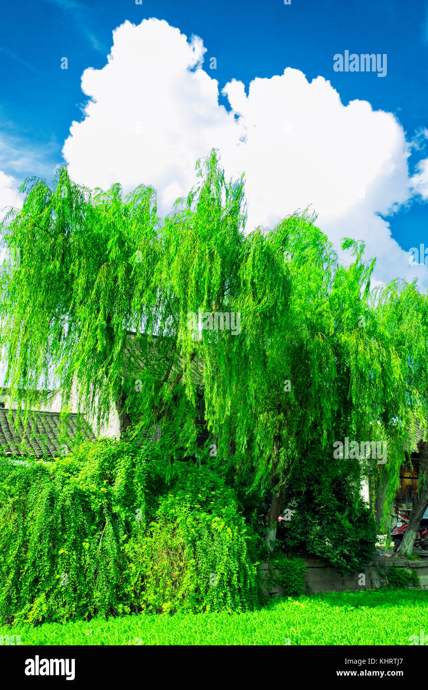 Weeping willow trees and Chinese style buildings and a dramatic sky in ...