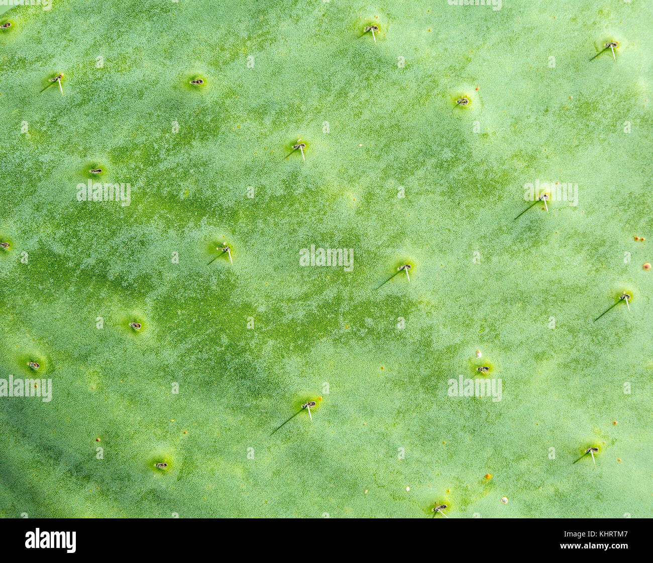 prickly pear cactus nopal detail Mediterranean area Stock Photo - Alamy