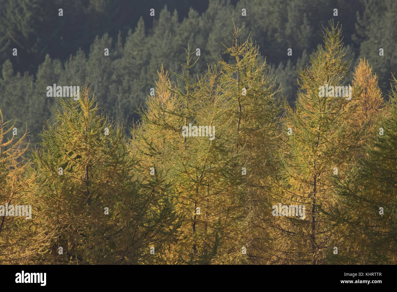 birch and pine trees as background showing autumn colours in the ...