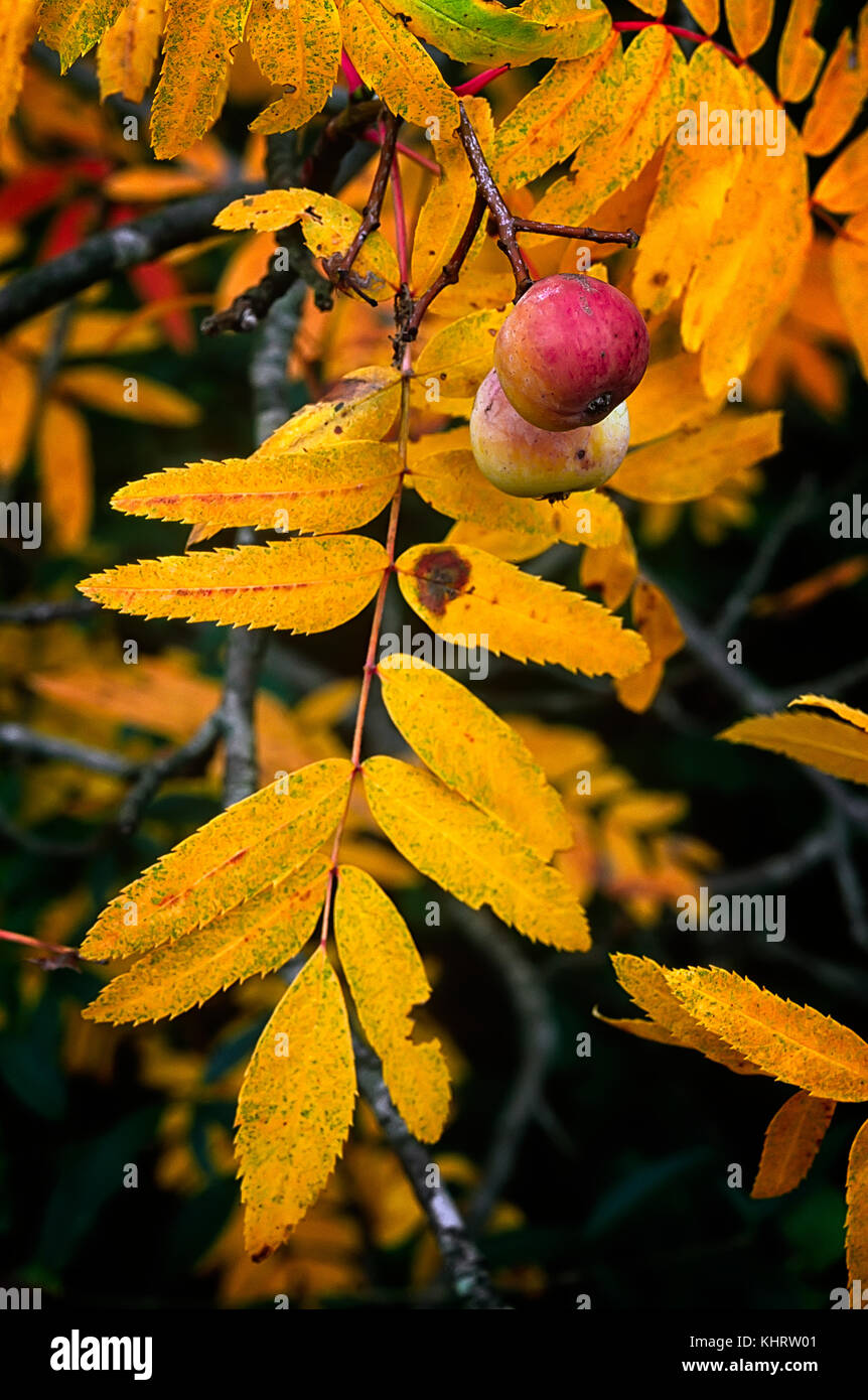 Sorbus domestica hi-res stock photography and images - Alamy