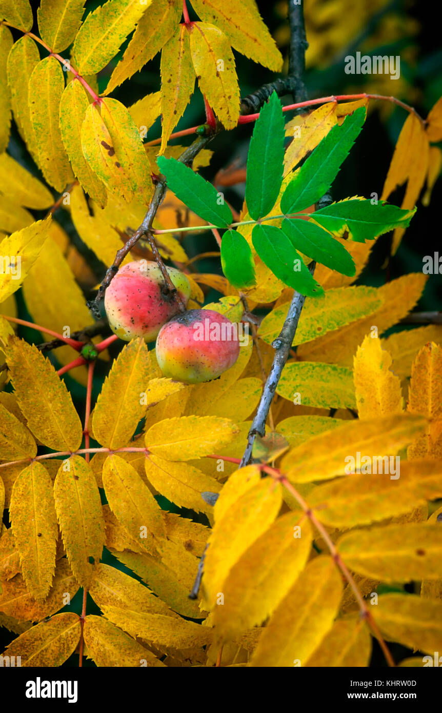 Sorb tree sorbus domestica hi-res stock photography and images - Alamy