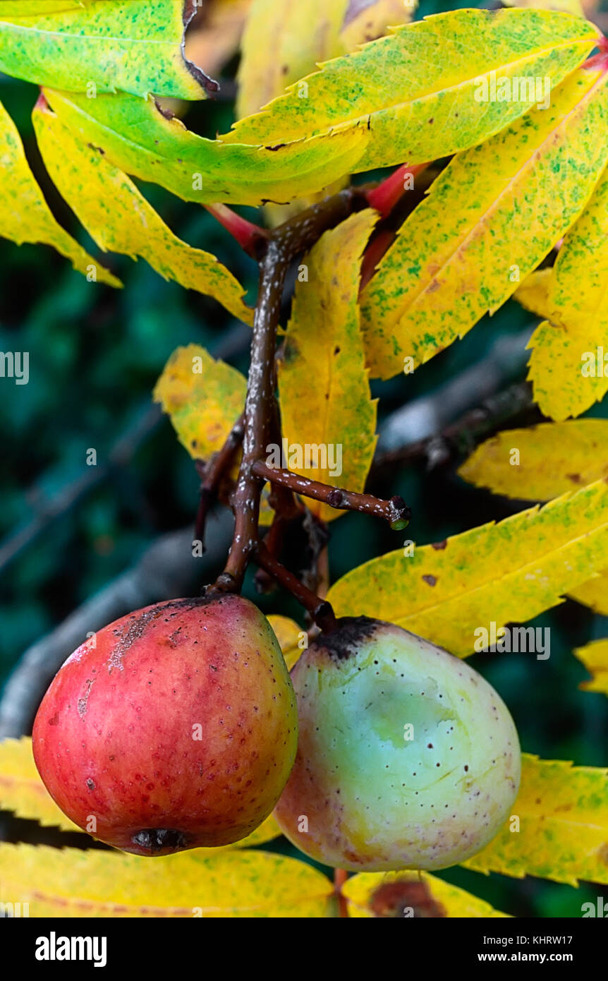 Sorb tree sorbus domestica hi-res stock photography and images - Alamy