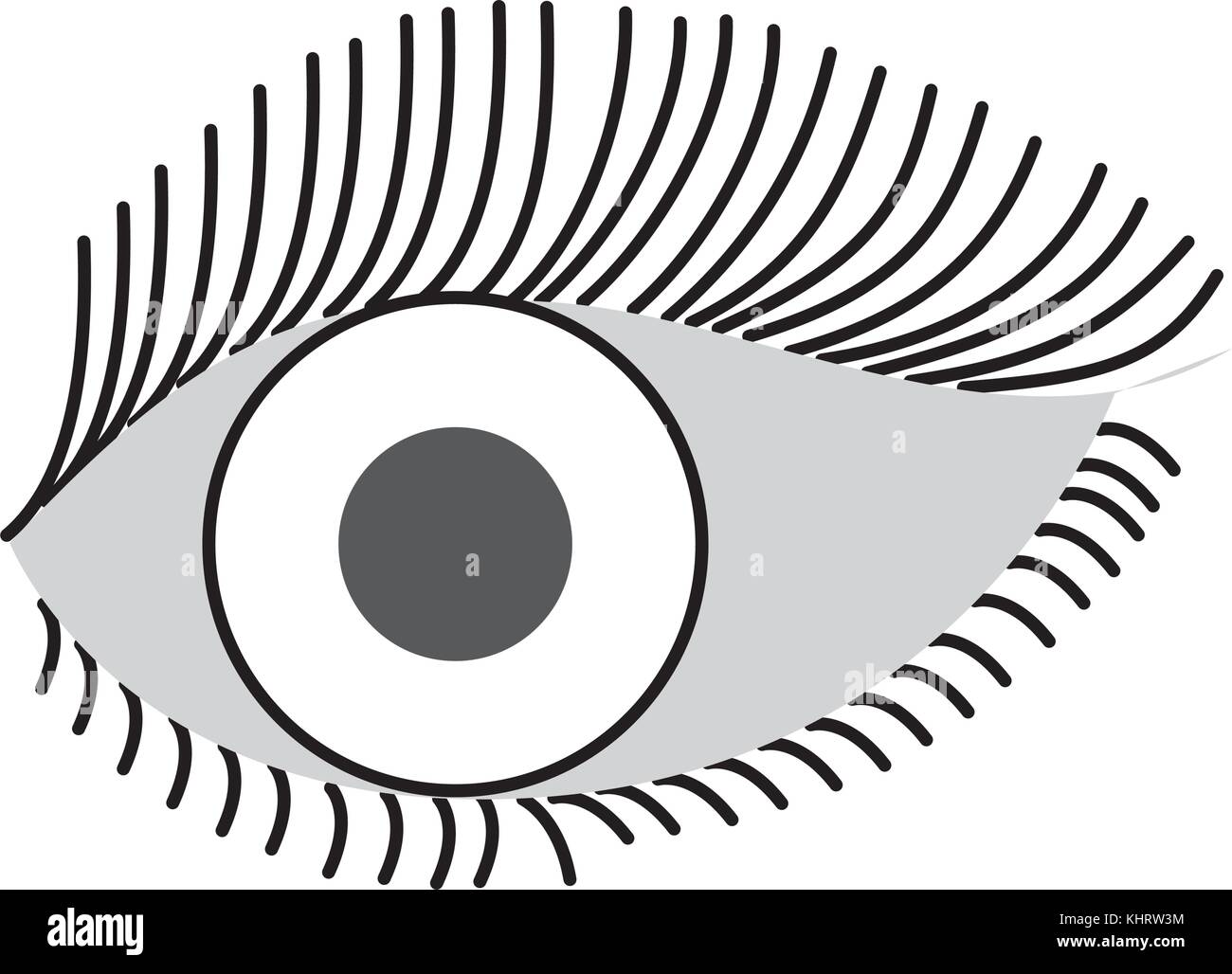 beautiful female eye wide open with eyebrow and eyelash vector ...