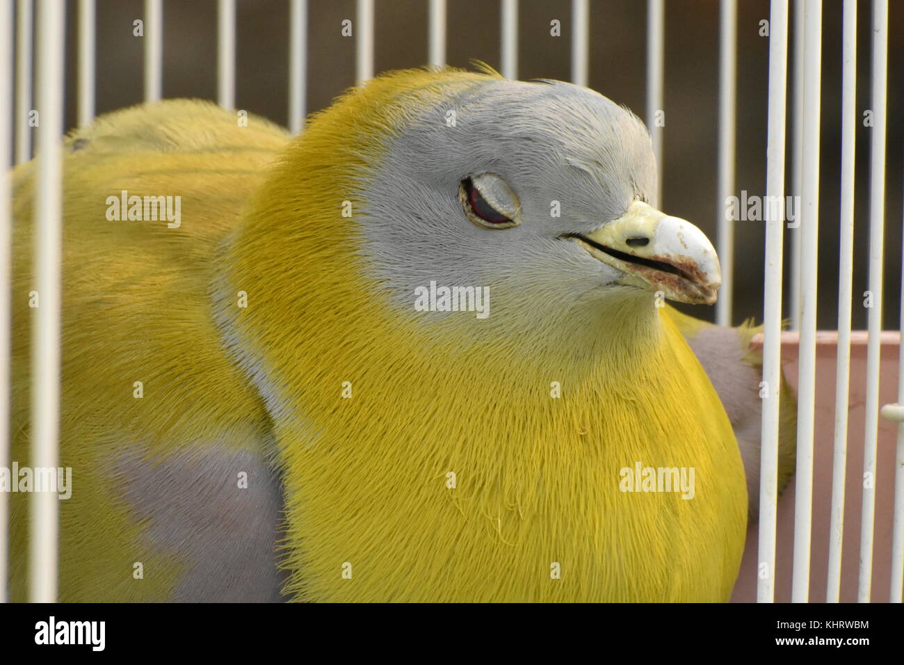 Yellow-footed green pigeon resting in a cage Stock Photo - Alamy