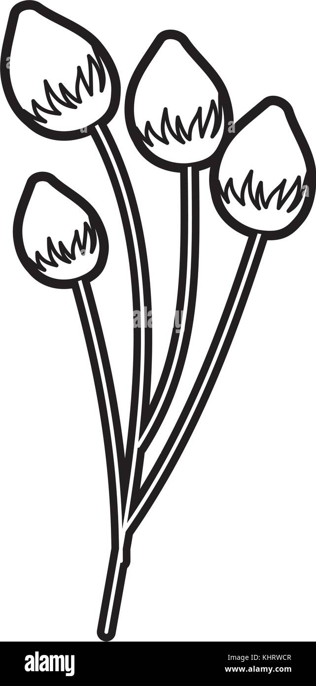 flower delicate bloom bub floral Stock Vector Image & Art - Alamy