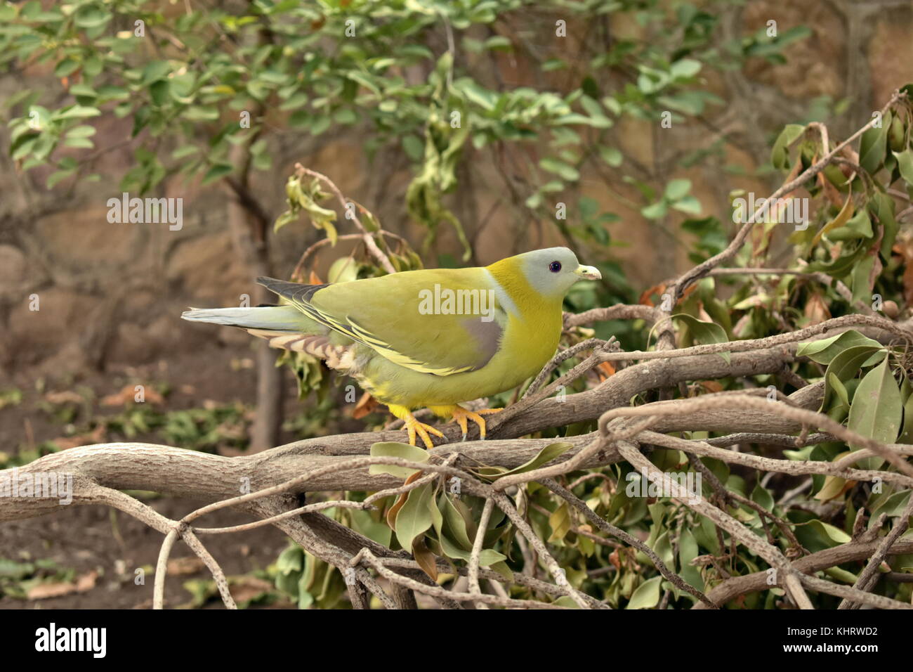Yellow-footed green pigeon resting on a branch Stock Photo - Alamy