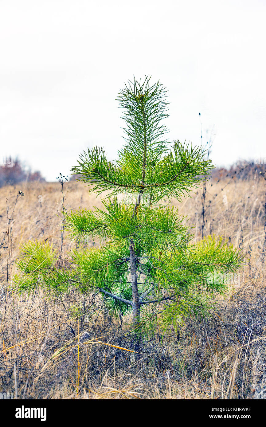 Lonely little pine tree hi-res stock photography and images - Alamy