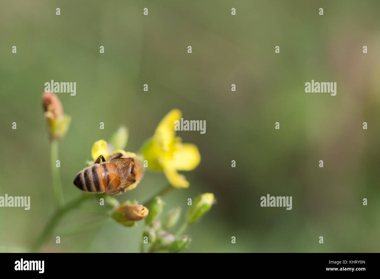 close up of a bee collecting pollen on a wild rucola flower Stock Photo ...
