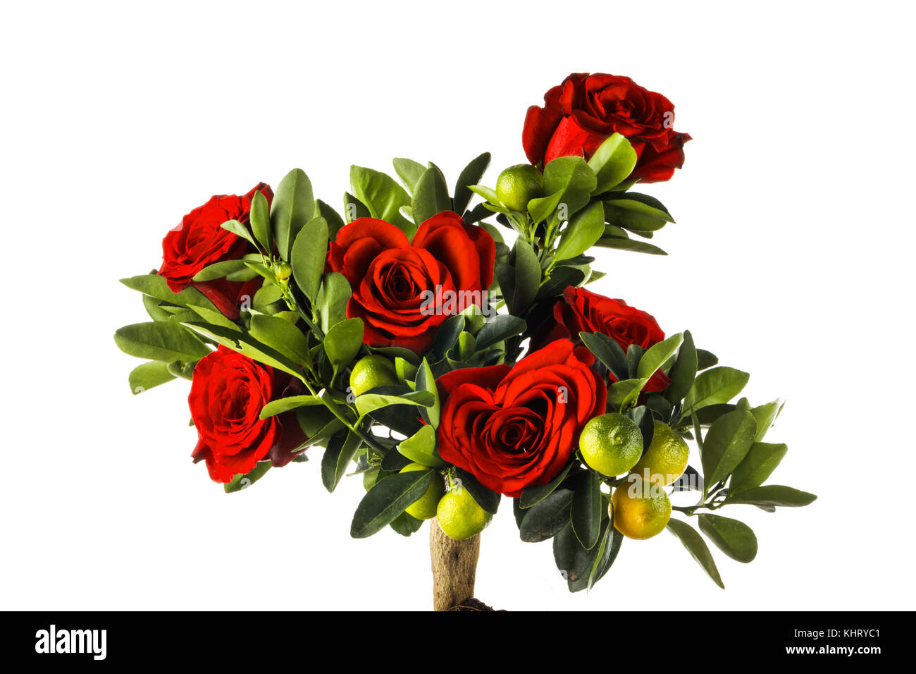 Heart shaped red roses on tree isolated on white background Stock Photo ...