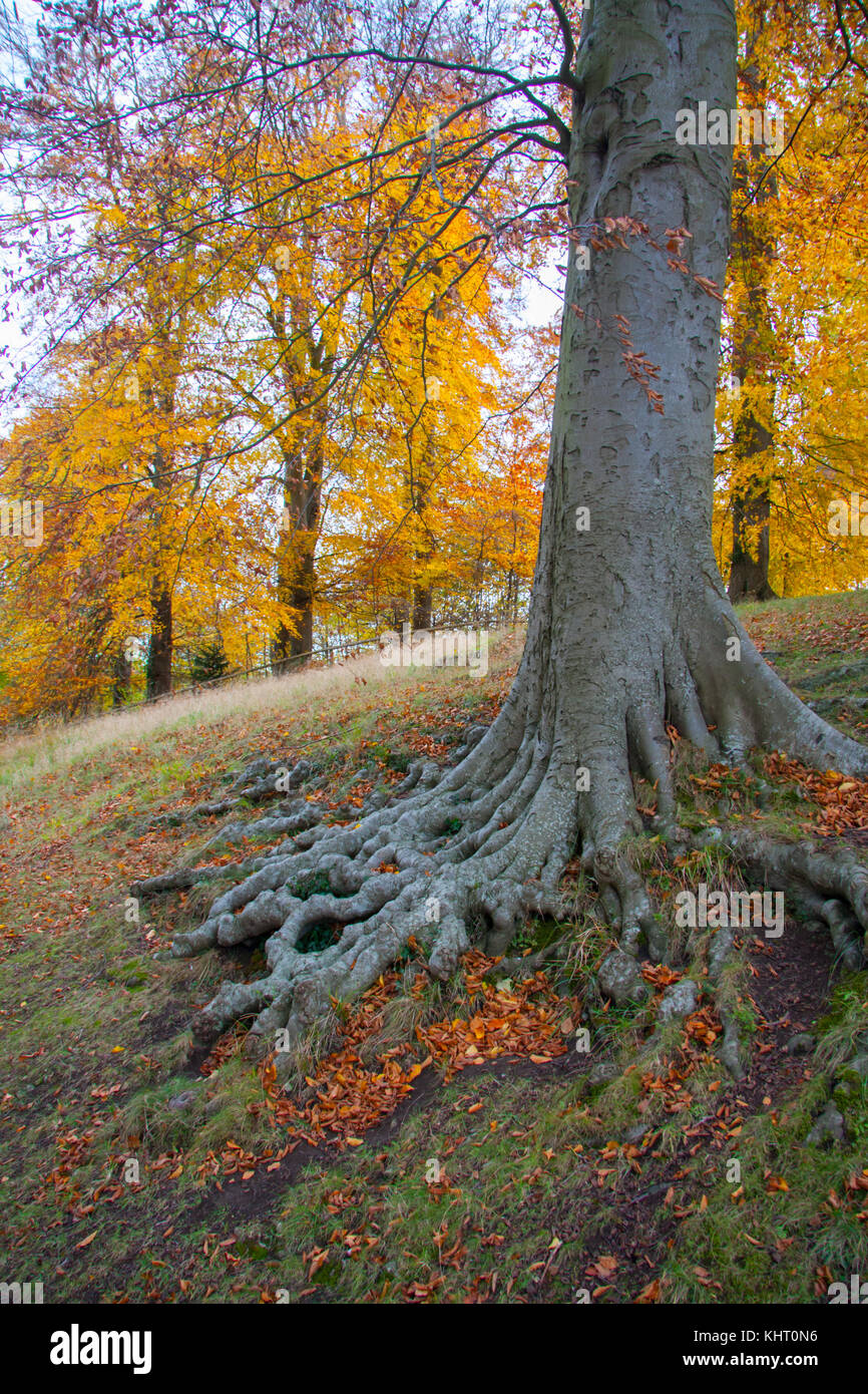 Autumn Beech tree (Fagus sylvatica) trunk and exposed roots Stock Photo ...