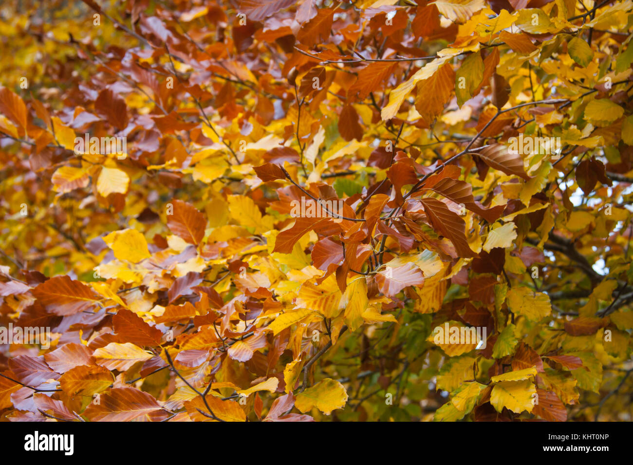 Autumn Beech trees (Fagus sylvatica Stock Photo - Alamy