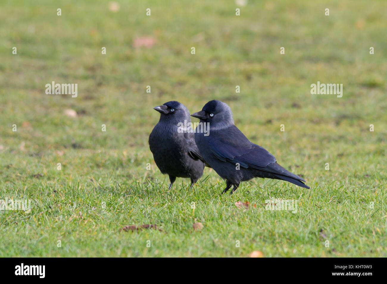 Two Western Jackdaws (Coloeus monedula), also known as the Eurasian ...