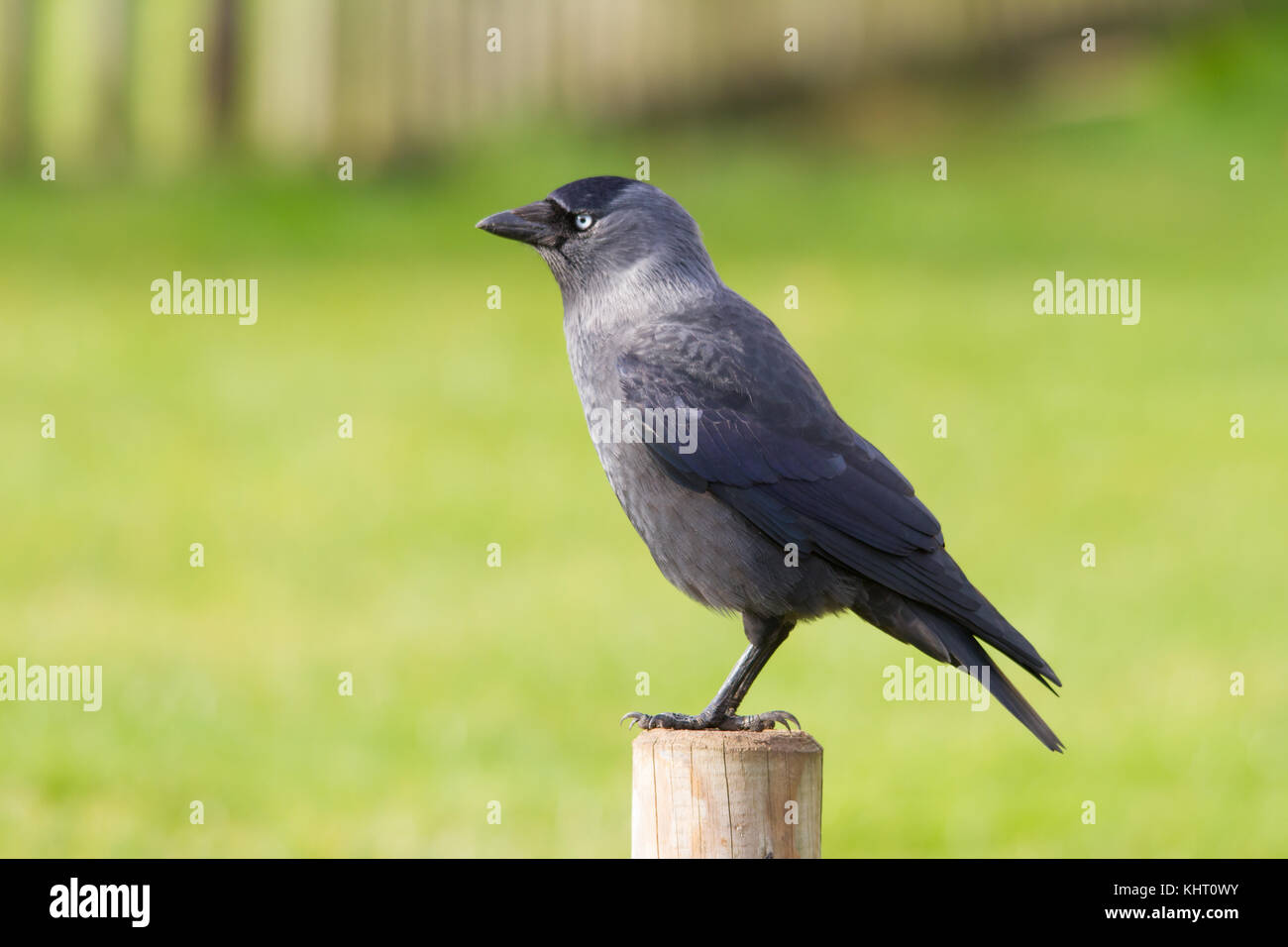 A Western Jackdaw (Coloeus monedula), also known as the Eurasian ...