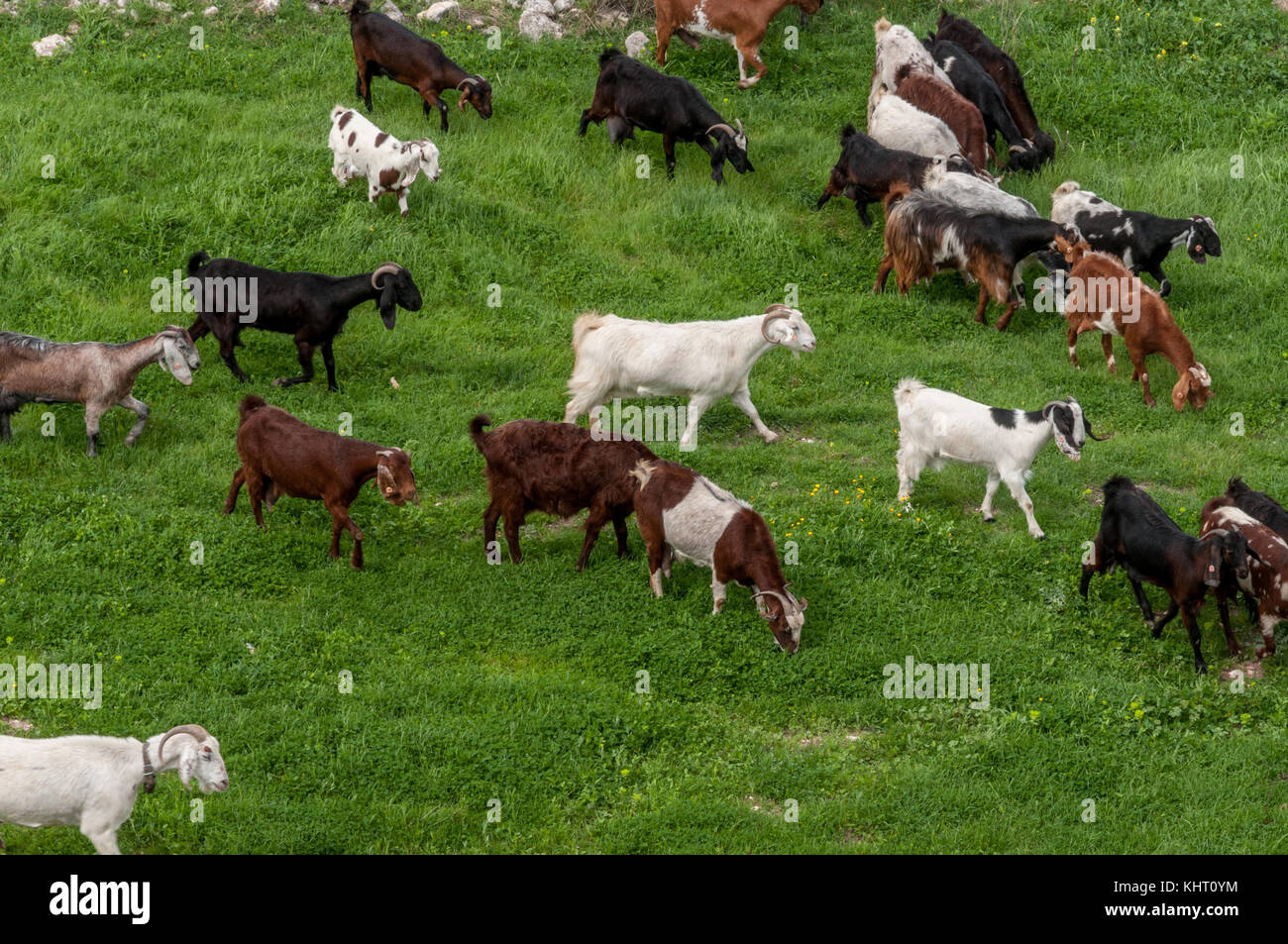 A herd of goats in a green field Stock Photo - Alamy