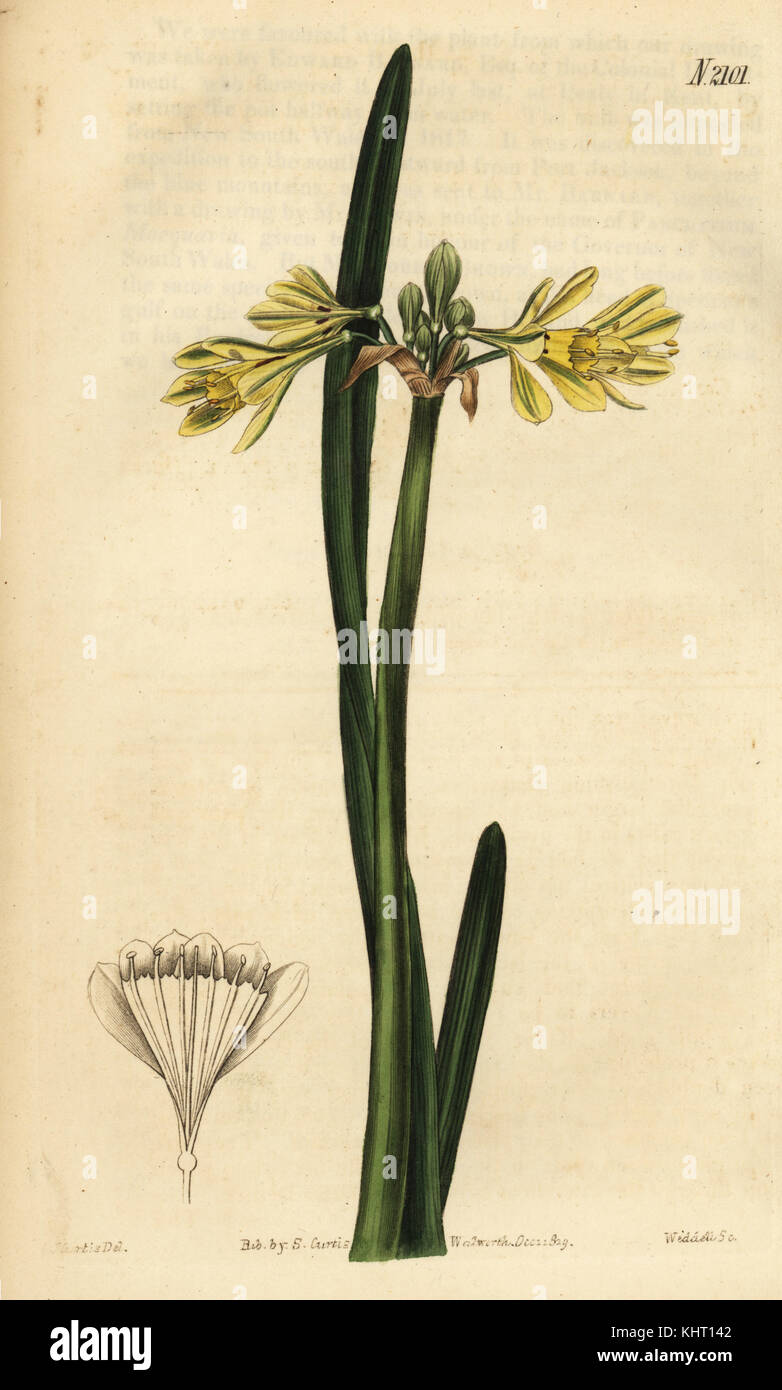 Yellow Wilcannia lily, Calostemma luteum. Handcoloured copperplate ...