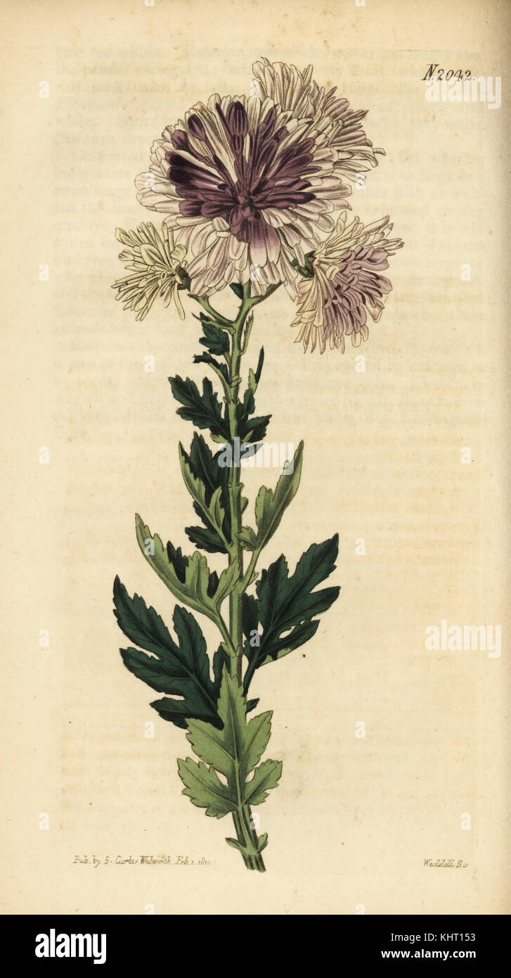 Chrysanthemum, Chrysanthemum indicum. Handcoloured copperplate ...