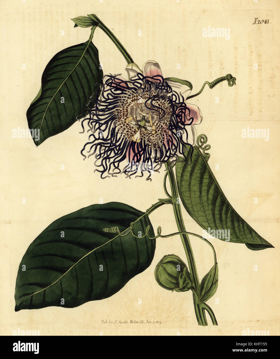 Passiflora Quadrangularis
