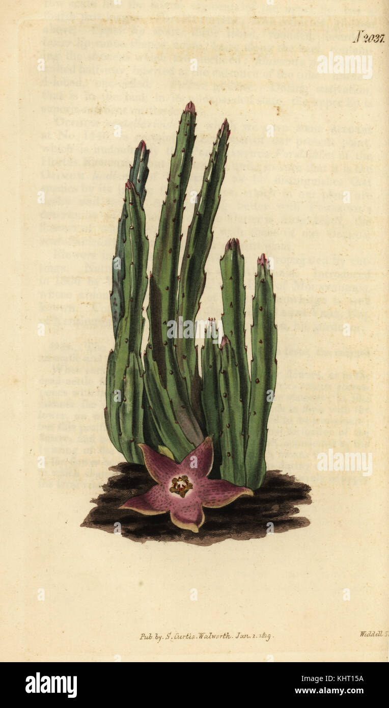 Botanical art hi-res stock photography and images - Alamy