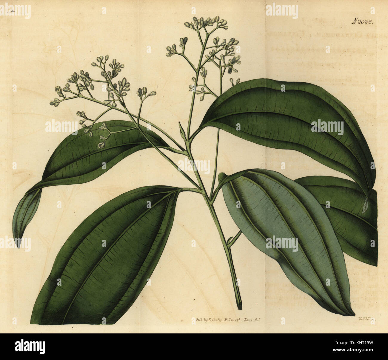 Botanical illustration cinnamon High Resolution Stock Photography and ...