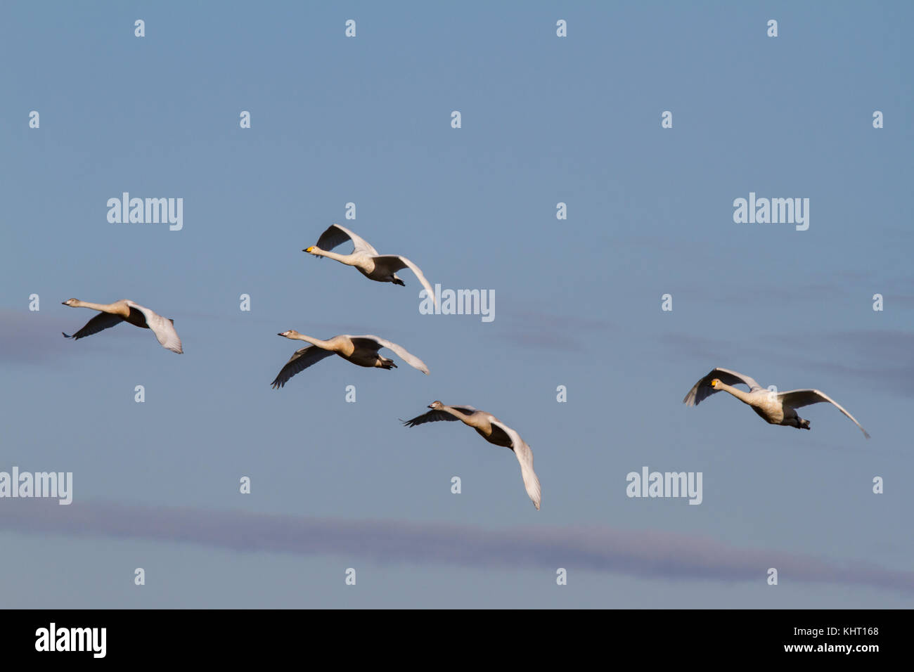 A family party of Whooper Swans (Cygnus cygnus) arriving for the winter ...