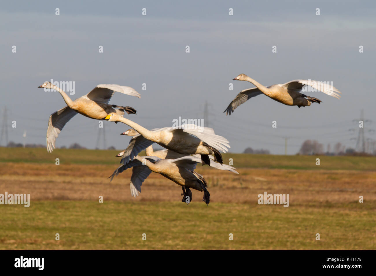 A family party of Whooper Swans (Cygnus cygnus) arriving for the winter ...